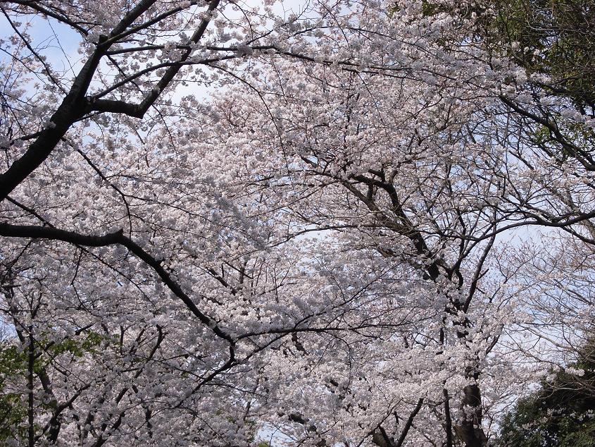 さくら 桜 cherry blossom: 写真の旅 世界・日本・無料壁紙 Free Photo Wallpaper Japan & World